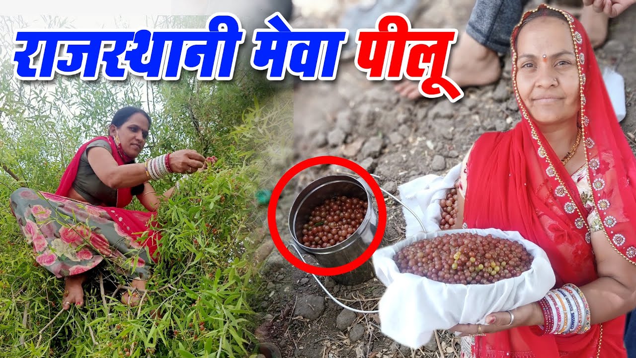 पीलू को मारवाड़ी मेवा क्यों कहा जाता है | desi marwadi fruits I Peelu # ...