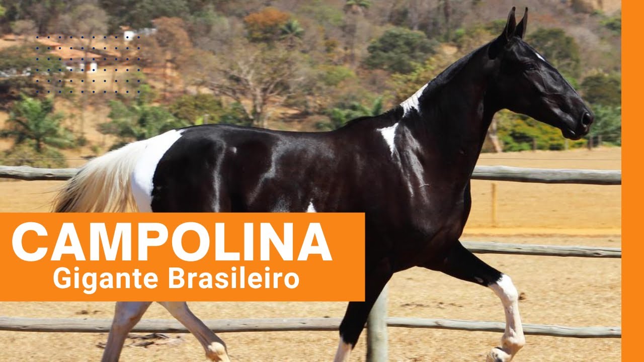 Descubra por que o Campolina é um dos cavalos mais admirados do Brasil ...