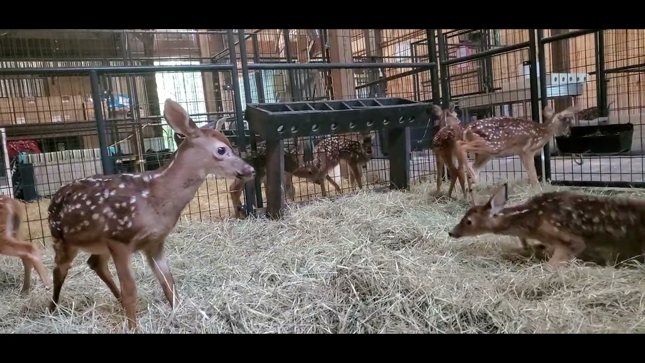 Fawn Playing | Magnolia Fawn Rescue - YouTube