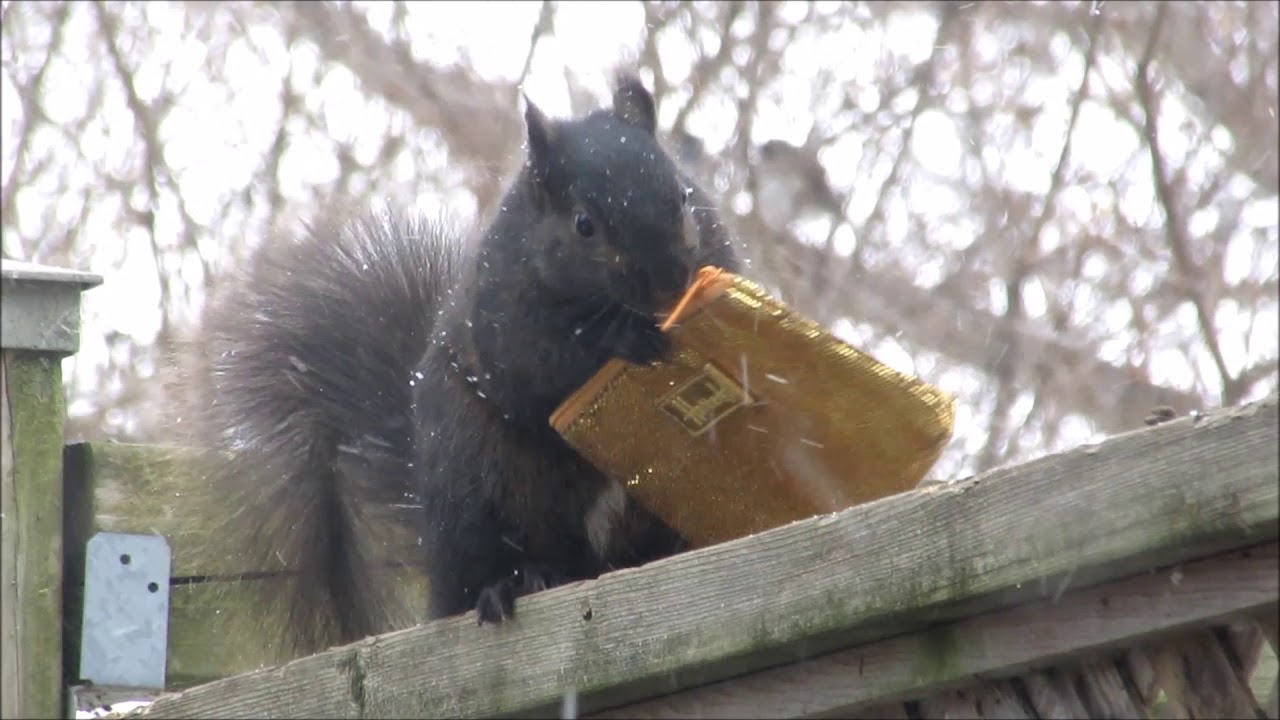 Crazy Squirrels compilation - YouTube