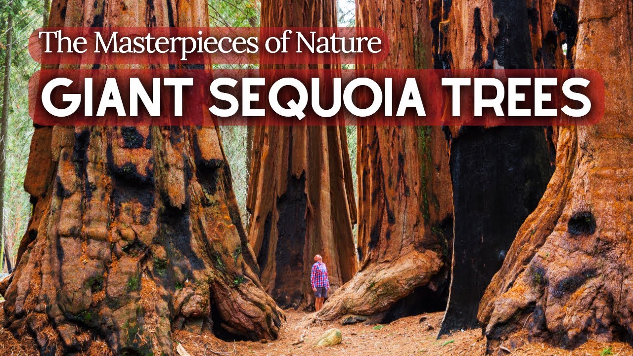 The Ancient Story of Giant Sequoia Trees | The World's Largest Trees ...