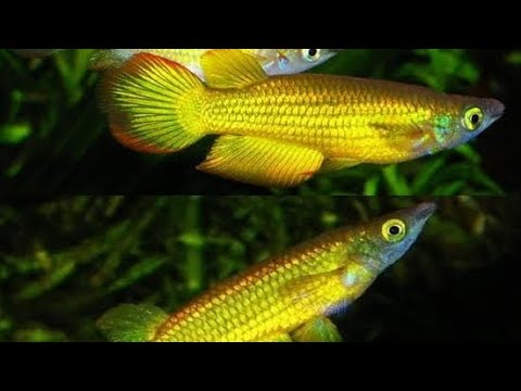 22/04/25 Sai Fish Aquarium Vazirabad Nanded - YouTube