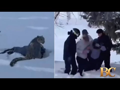 Snow leopard mauls tourist who tried to take its photo in China