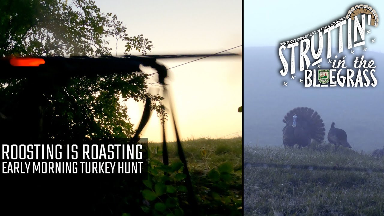 Roosting Is Roasting Early Morning Turkey Hunt - YouTube