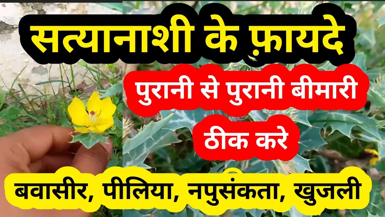 सत्यानाशी के पौधे के फायदे। satyanashi Seed Ke फायदे।Prickly poppy ...
