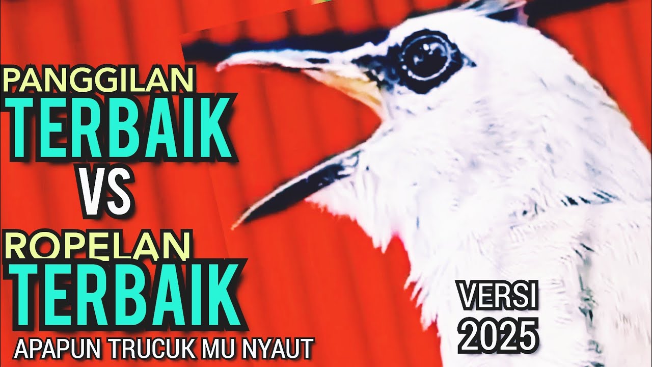 PANCINGAN TERBAIK KOMPLIT ‼️ COCOK BUAT PANCINGAN PAGI, SIANG, MALAM ...