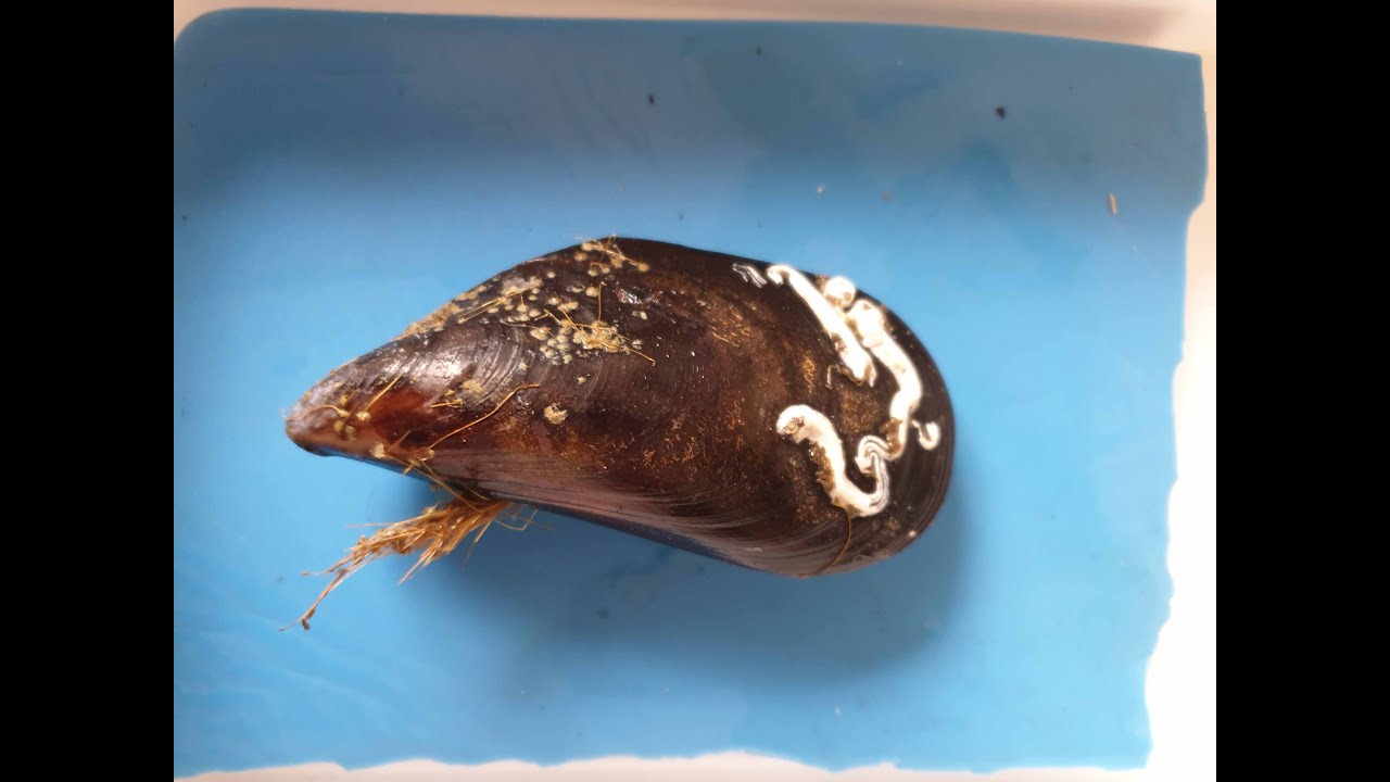 Disección de mejillón (Mytilus sp.) - YouTube