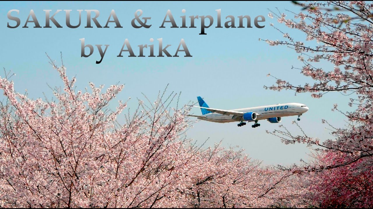 SAKURA & Airplane - YouTube