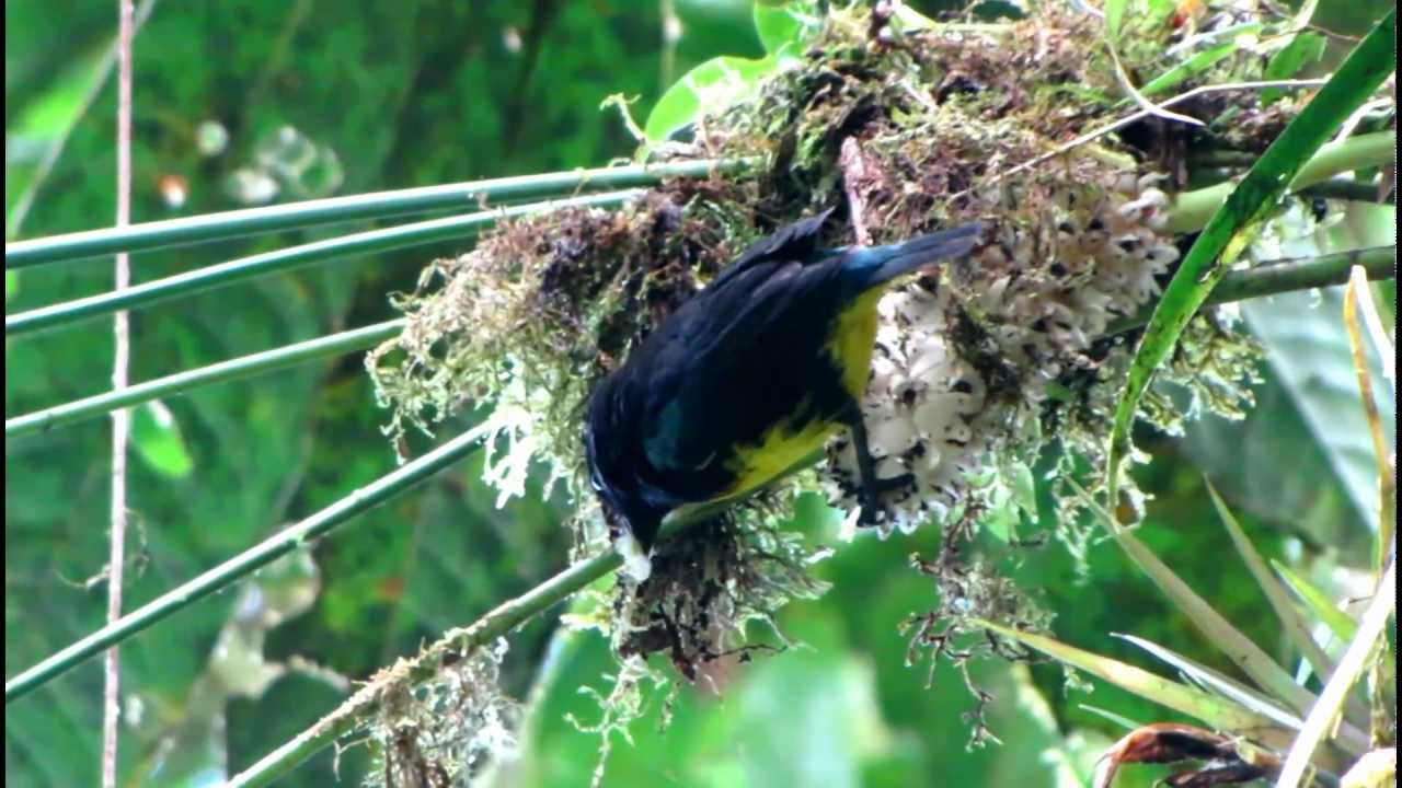 Endemic - Black-and-gold Tanager - Bangsia melanochlamys - ecology and ...