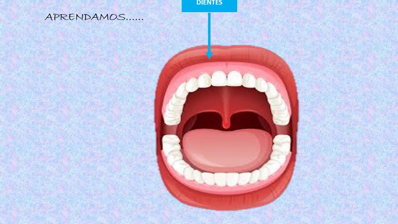 Aprendiendo el esquema bucal - YouTube