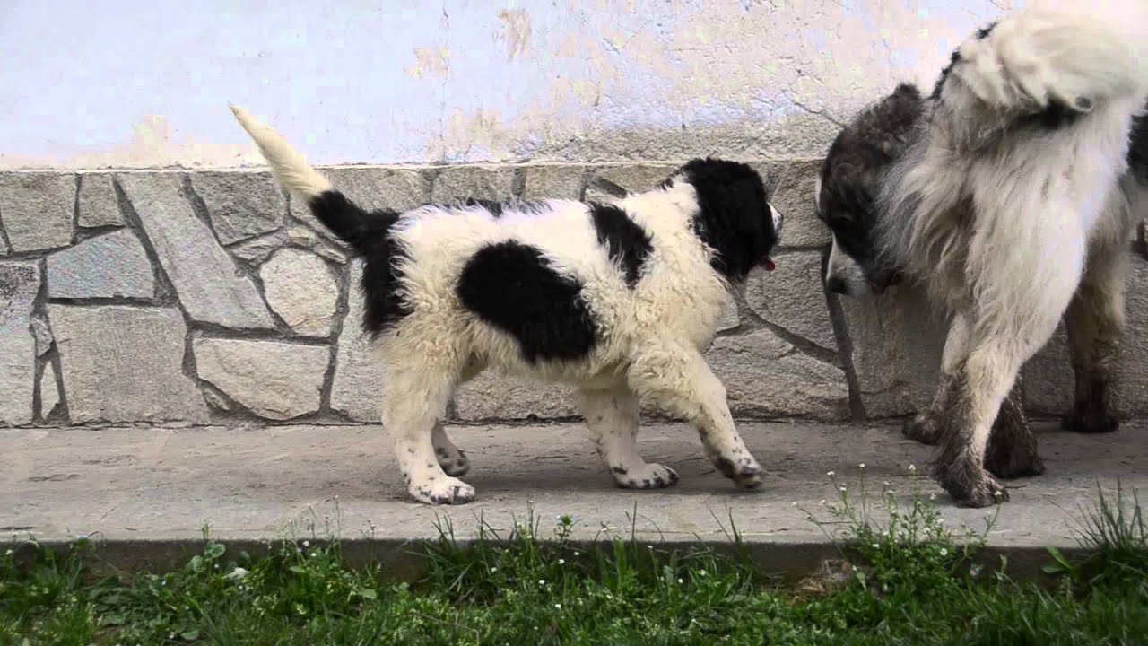 Murtoi's Willy Wonka, cucciolo di Mastino dei Pirenei - YouTube