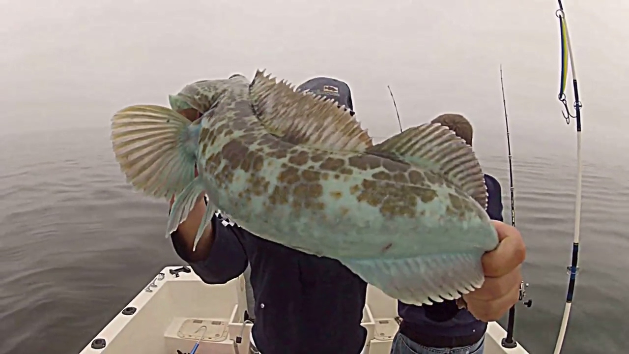Blue Ling Cod Fishing: Morro Bay, Ca. Lings & Thangs In HD - YouTube