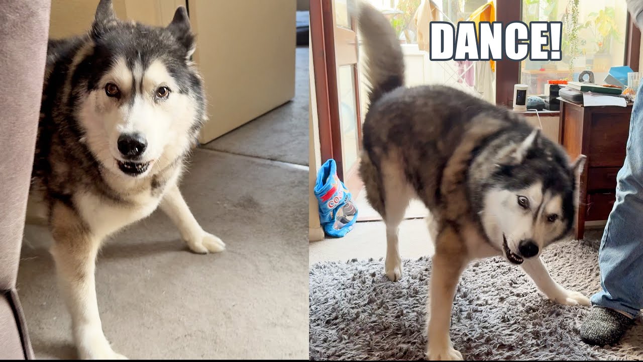 Weird Husky DANCES For Dinner Then LOSES It! - YouTube