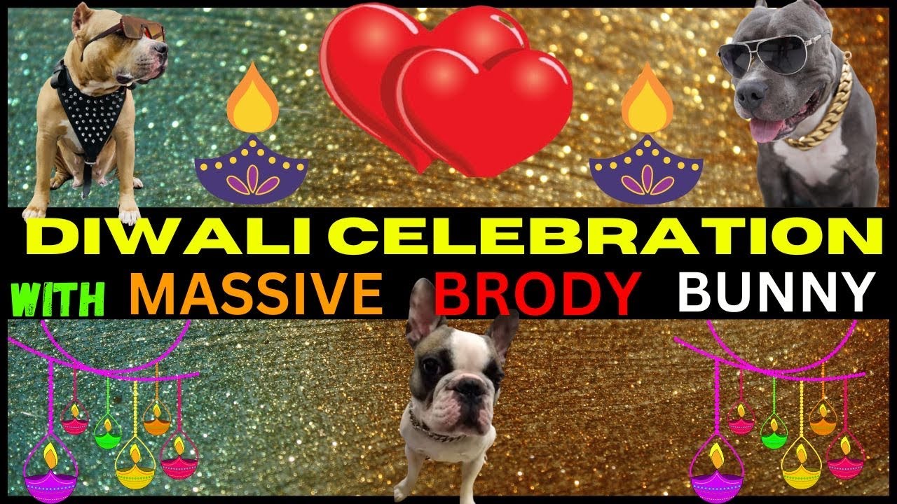 Diwali Celebration With Massive ️ Brody Bunny @HarpreetSDC - YouTube