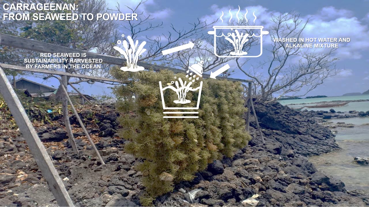 From Seaweeds to Powder: How is Carrageenan made? - YouTube
