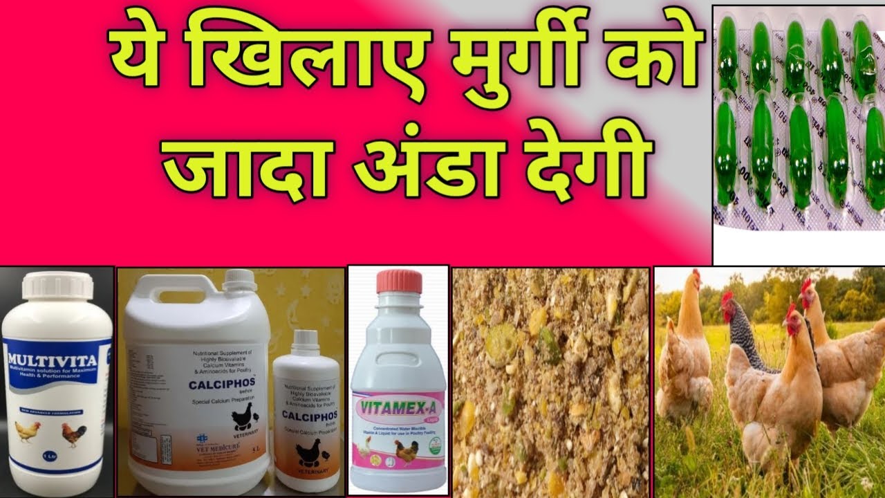 22 Gramapriya chicken breed, BV 300, BV 380 chicken, RIR murgi farm ...