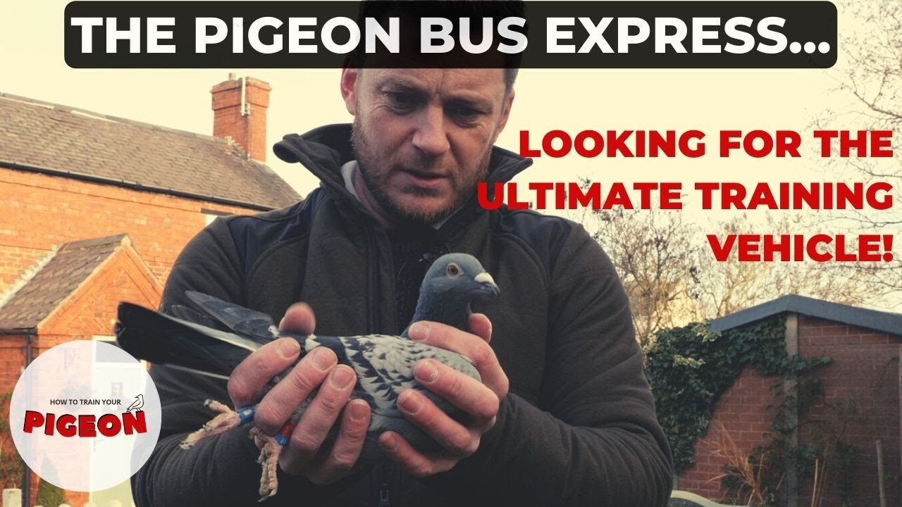 Why I Chose a Classic Car for My Pigeon Racing Team Bus | Ep 57 - YouTube