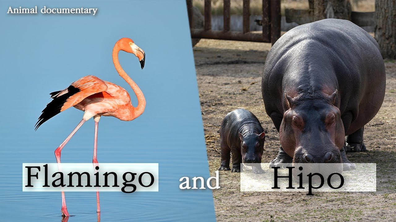 Flamingo, Hippo [Animal Documentary] - YouTube