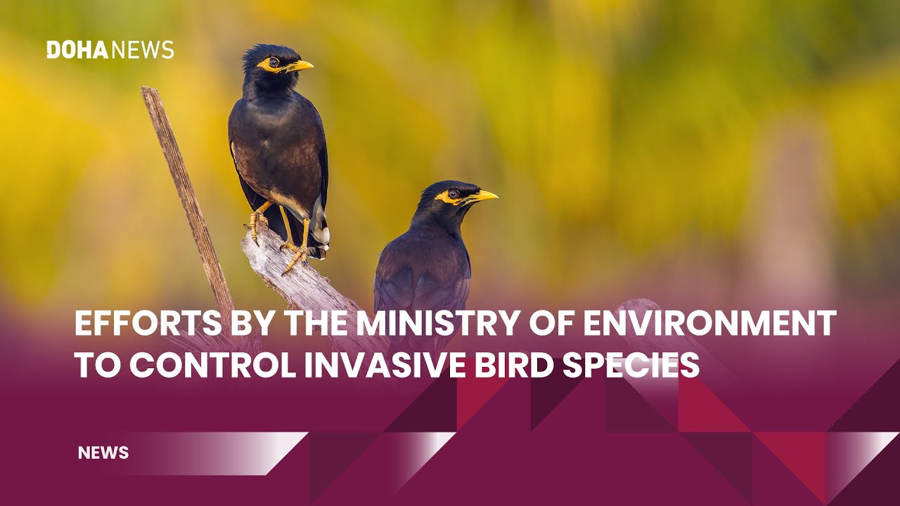 Efforts By The Ministry Of Environment To Control Invasive Bird Species ...