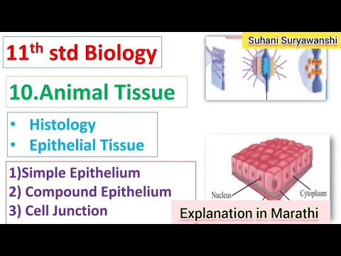 11th std Biology Animal Tissue Epithelial Tissue | Cell junction ...