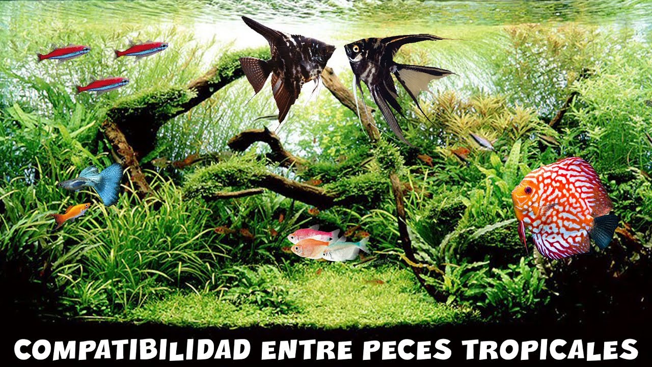 La COMPATIBILIDAD entre ESPECIES de PECES TROPICALES | AcuariosLP - YouTube