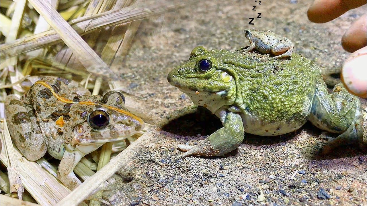 Boing boing Funny catching double frogs make funny jump - YouTube