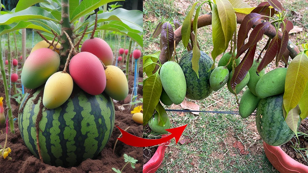 Propagation Mango with watermelon Using Mango fruit and watermelon ...