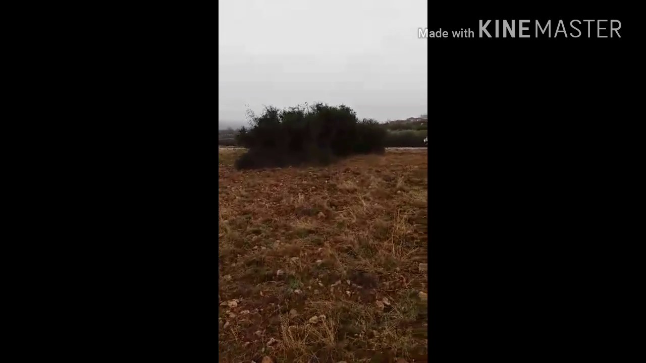 Εκπαιδευτικό σε ημιαγρια γουρουνια - YouTube