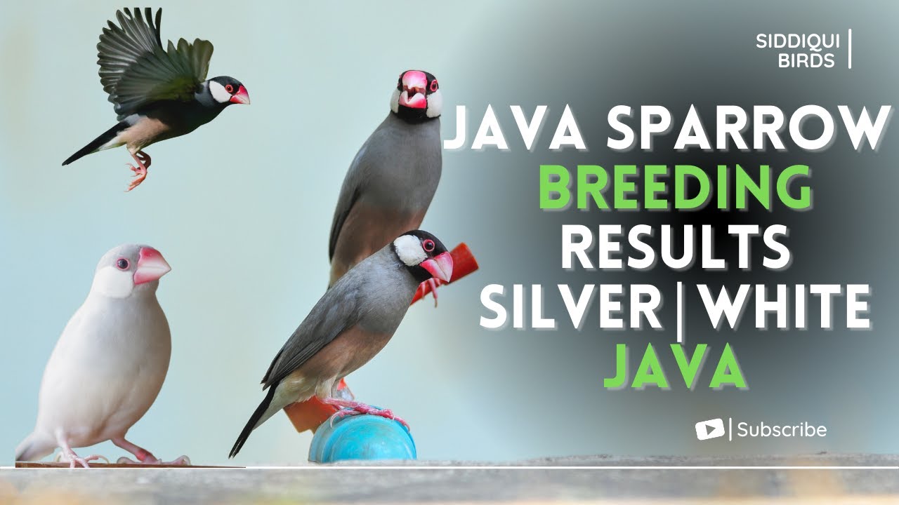 Java sparrow breeding results silver java white java|SIDDIQUI BIRDS ...