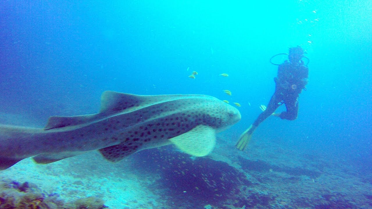 Mozambique, Tofo diving - YouTube