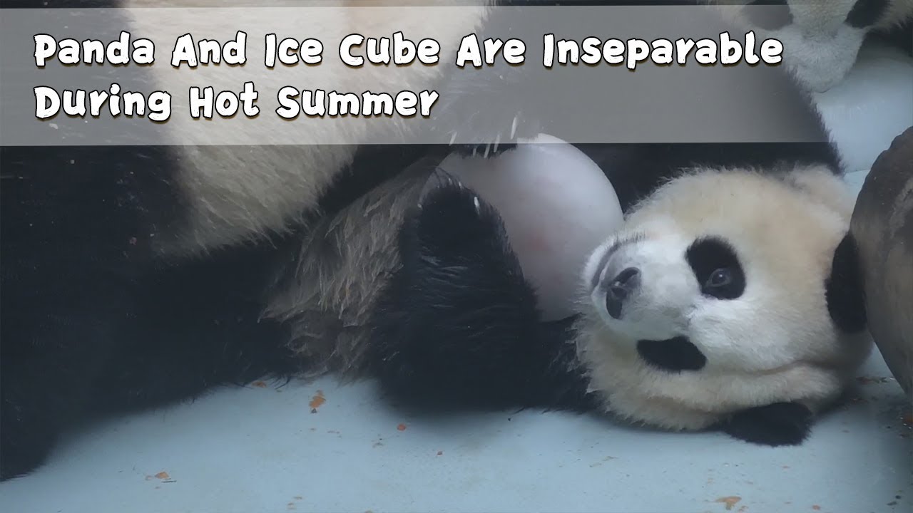 Panda And Ice Cube Are Inseparable During Hot Summer | iPanda - YouTube