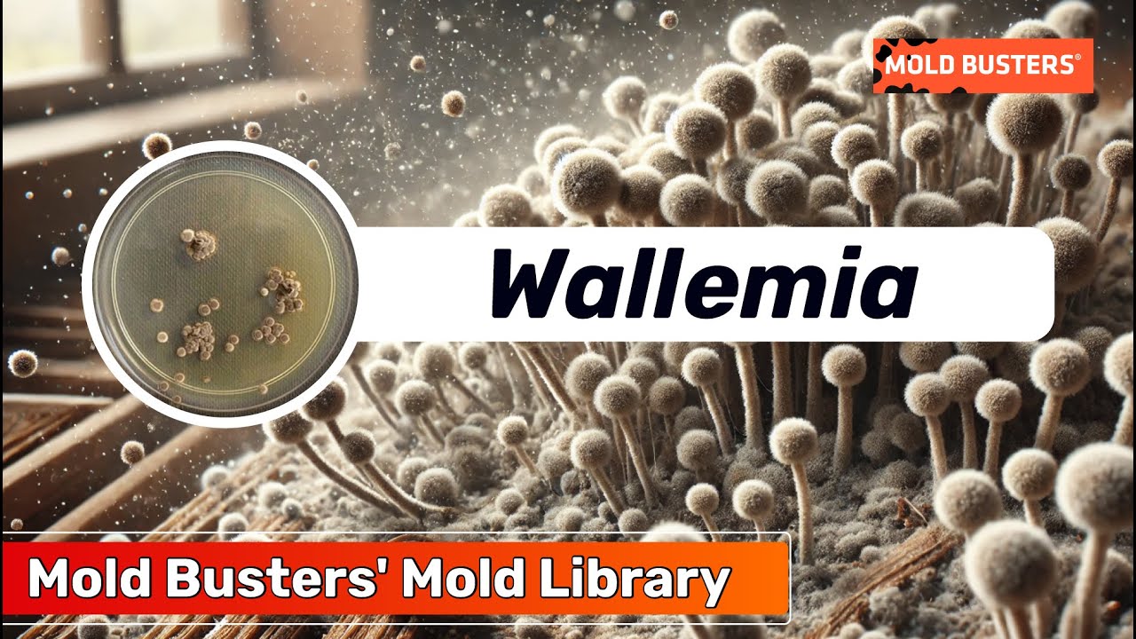 Meet Wallemia: The Mold That Thrives in Dusty Places! 🌿💨 - YouTube