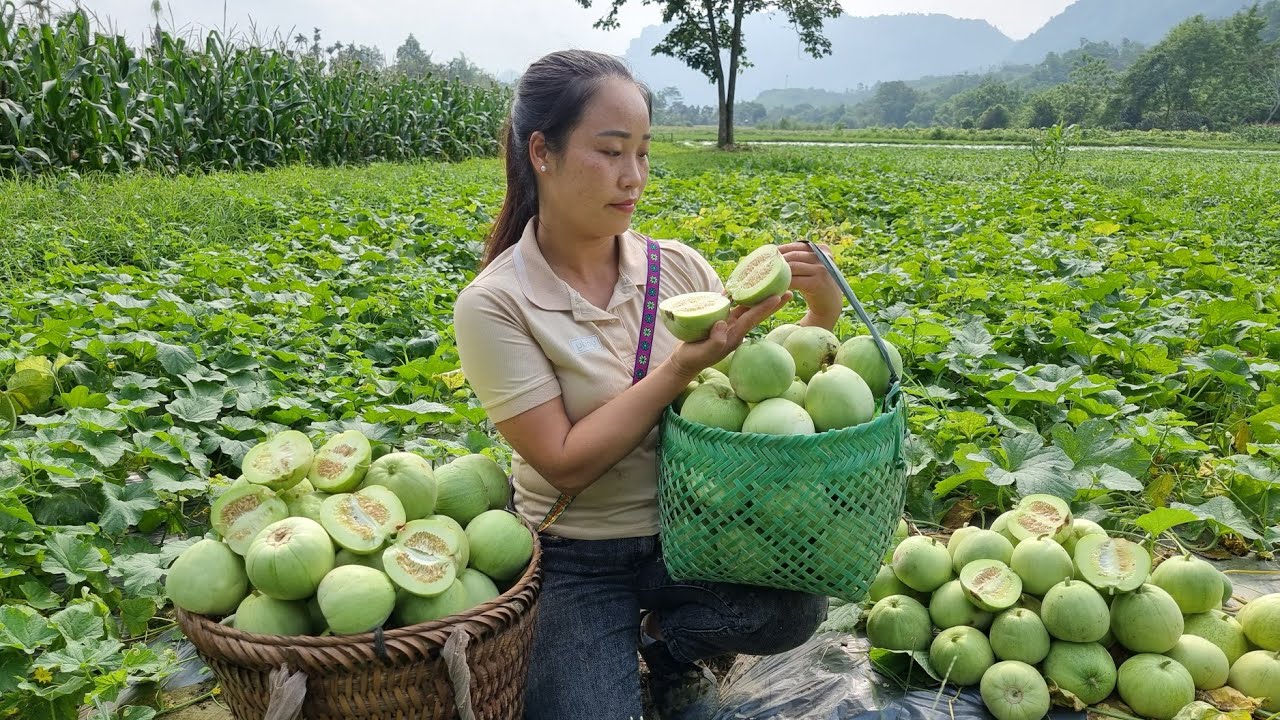 35 DAYS: Harvest - Melon, sugarcane, lychee, bamboo shoots goes to the ...