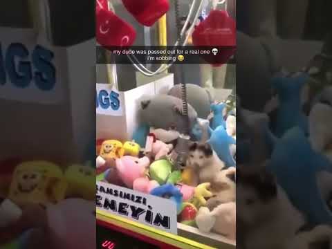 Cat stuck in claw machine - YouTube
