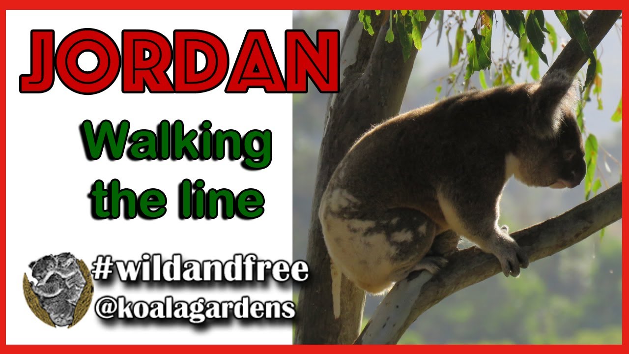 Walking the Line - a true koala tale - YouTube