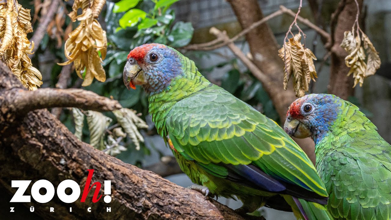 Partnervermittlung bei Papageien - YouTube