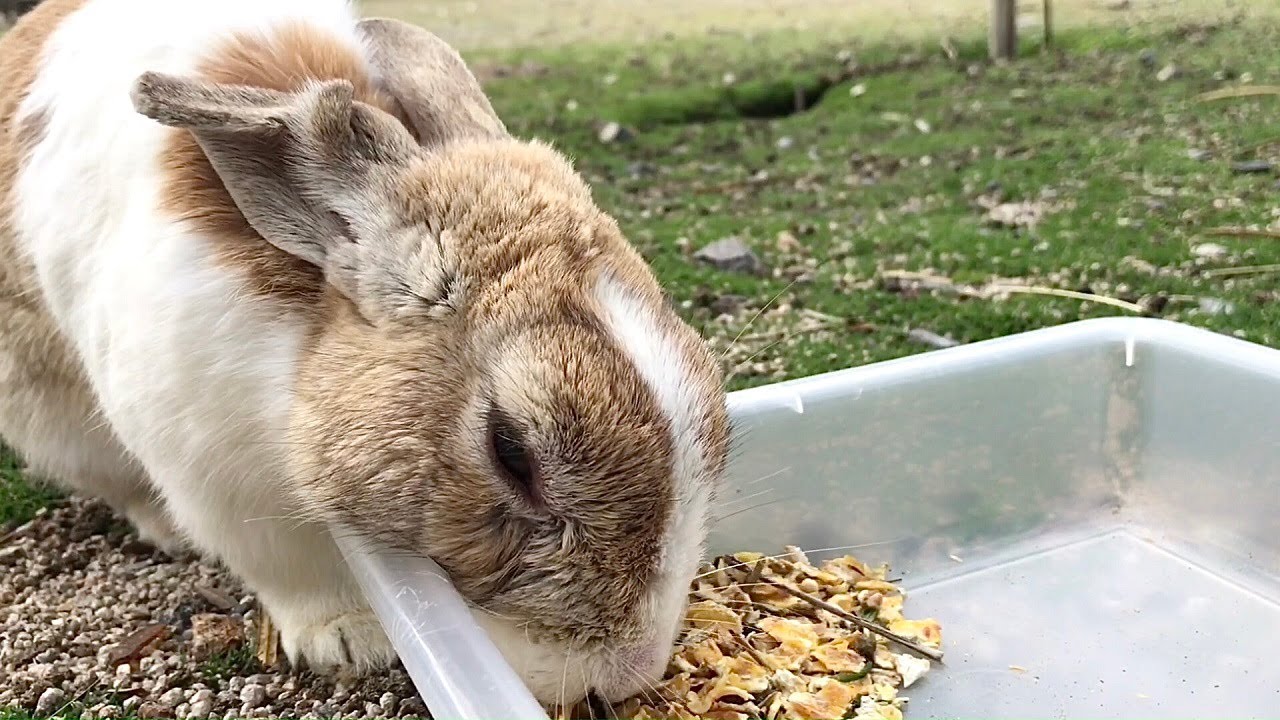 Rabbit: "Granola tastes so good!" - YouTube