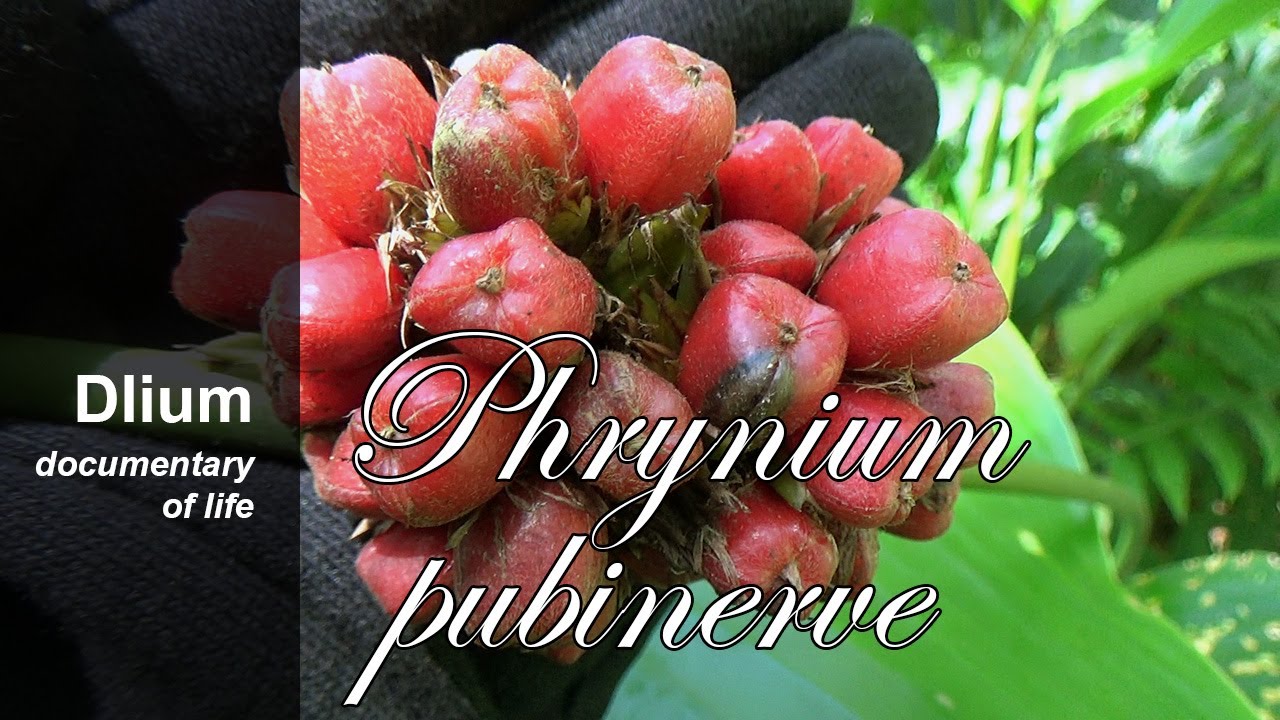 Temuyang (Phrynium pubinerve) - part 1 - YouTube