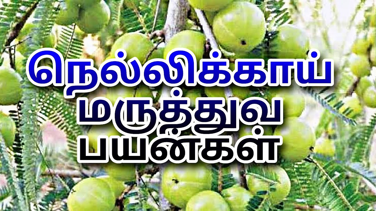 பெரிய நெல்லிக்காய் பயன்கள் | Nellikai | Gooseberry | Amla health ...