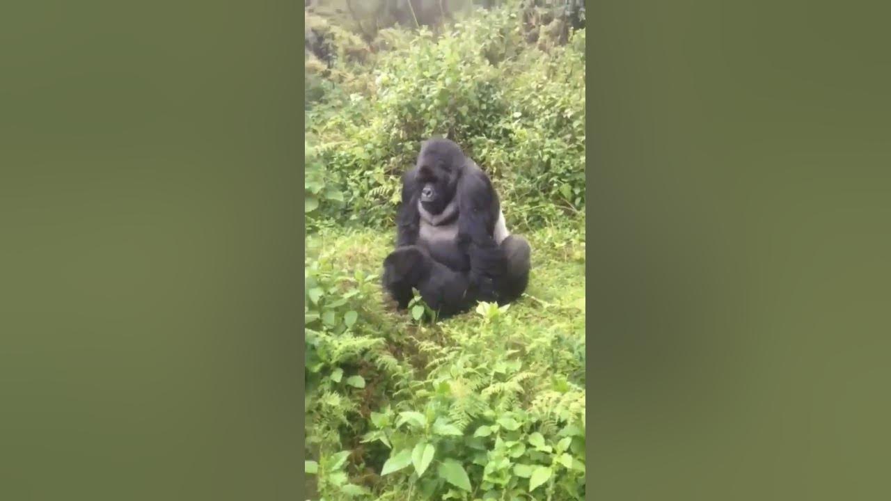 Silverback Gorilla Mating Youtube