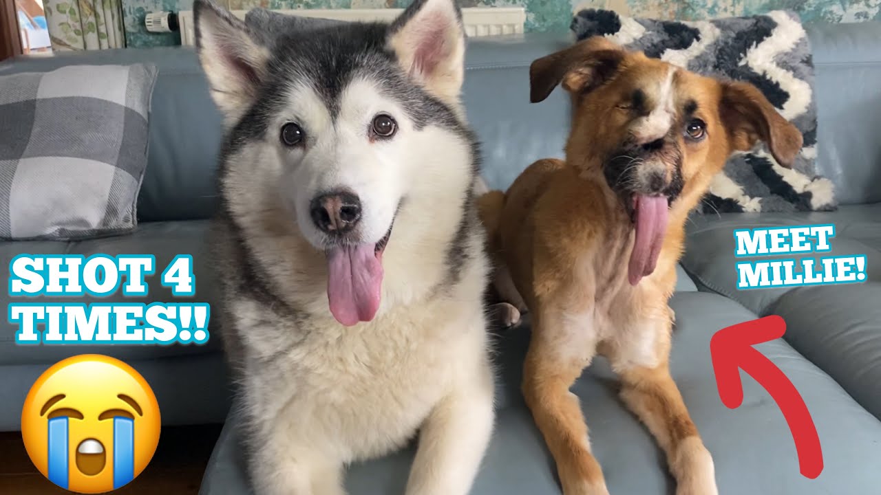 MILLIE MEETS RESCUE DOG WHO WAS SHOT 4 TIMES!! [EMOTIONAL] - YouTube