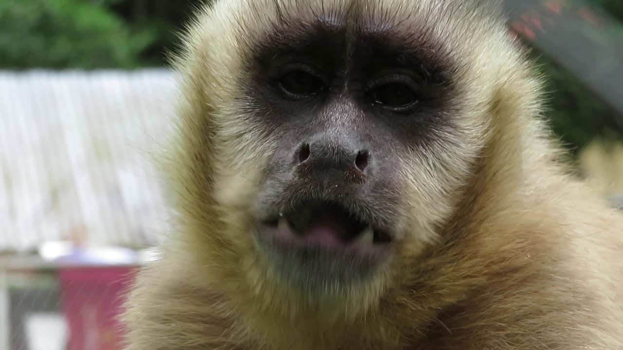 Rescued Capuchin Monkey enjoying some corn - YouTube