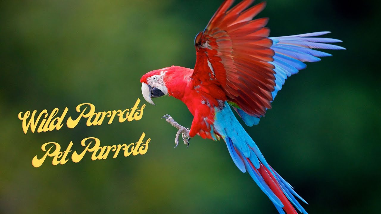Wild Parrots vs. Pet Parrots: A Fascinating Comparison - YouTube
