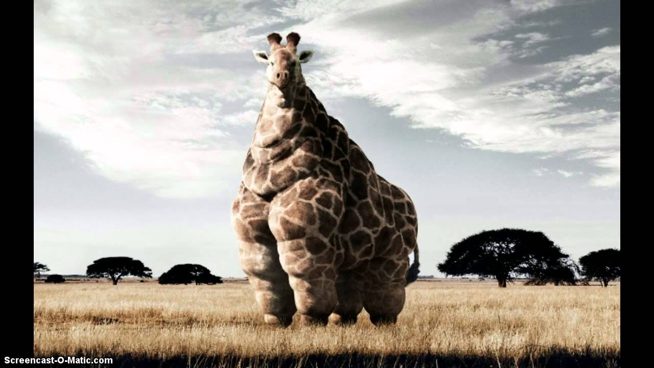fat giraffe!!A beautifull song :') - YouTube