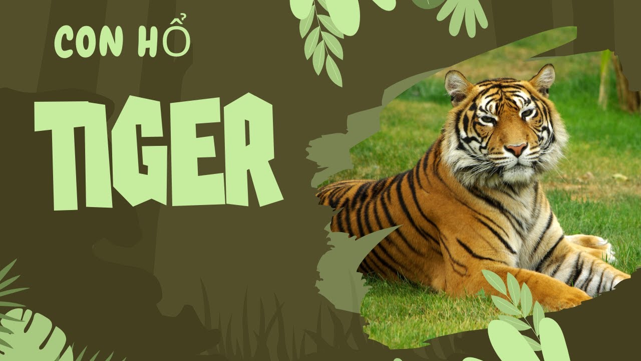 Con Hổ Và Những Khả Năng Đặc Biệt Mà Bạn Có Thể Chưa Biết! - YouTube