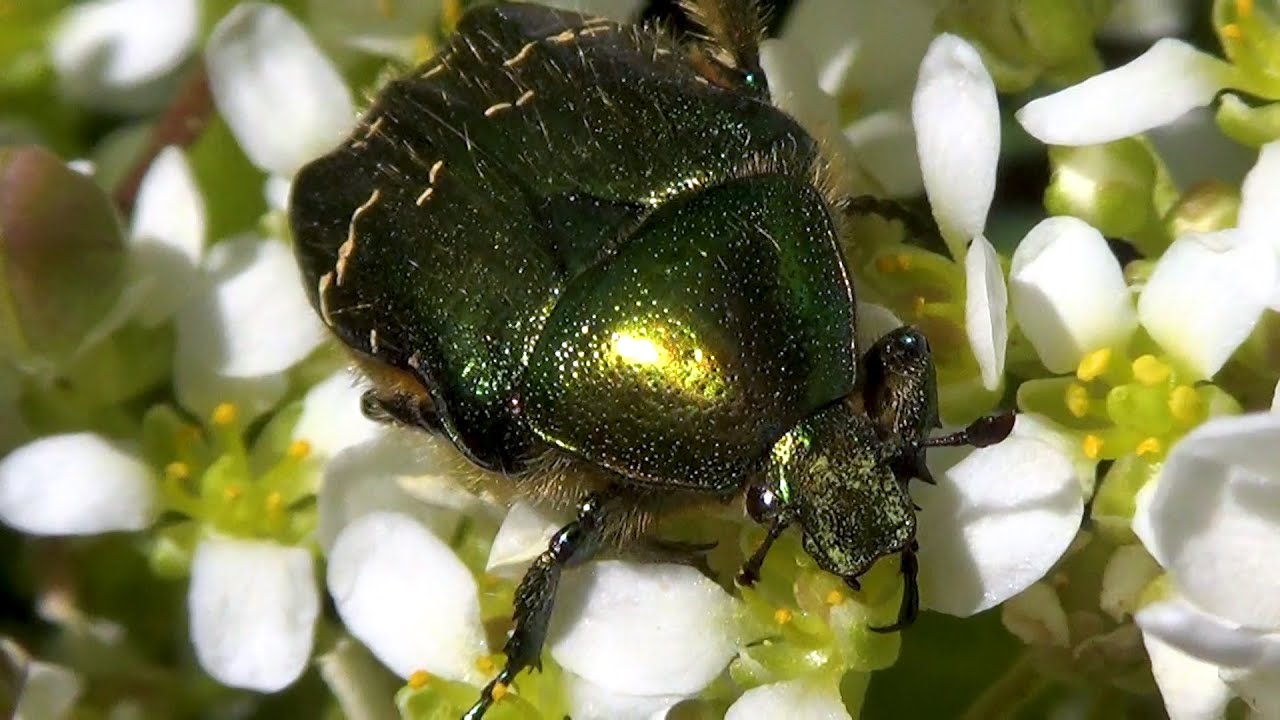 Cornwall - Mini Beasts - Wasp, Spiders, Beetles, Moths - St Just ...