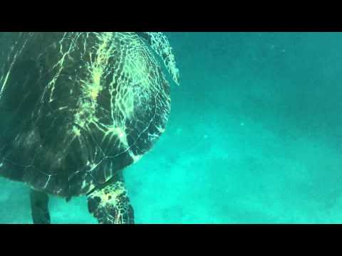 Pooping Turtle - YouTube