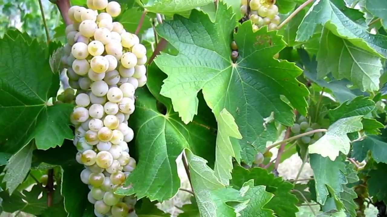 Wine Tour in Tuscany: trebbiano grapes in the vineyard at Colombaia in ...