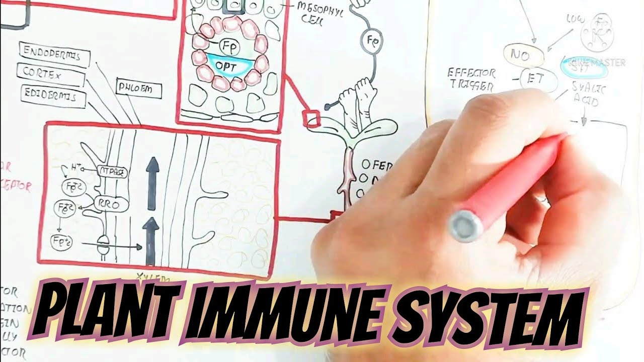 Plant Immune System/Pathogens Interaction/Iron Deficiency Respons In ...