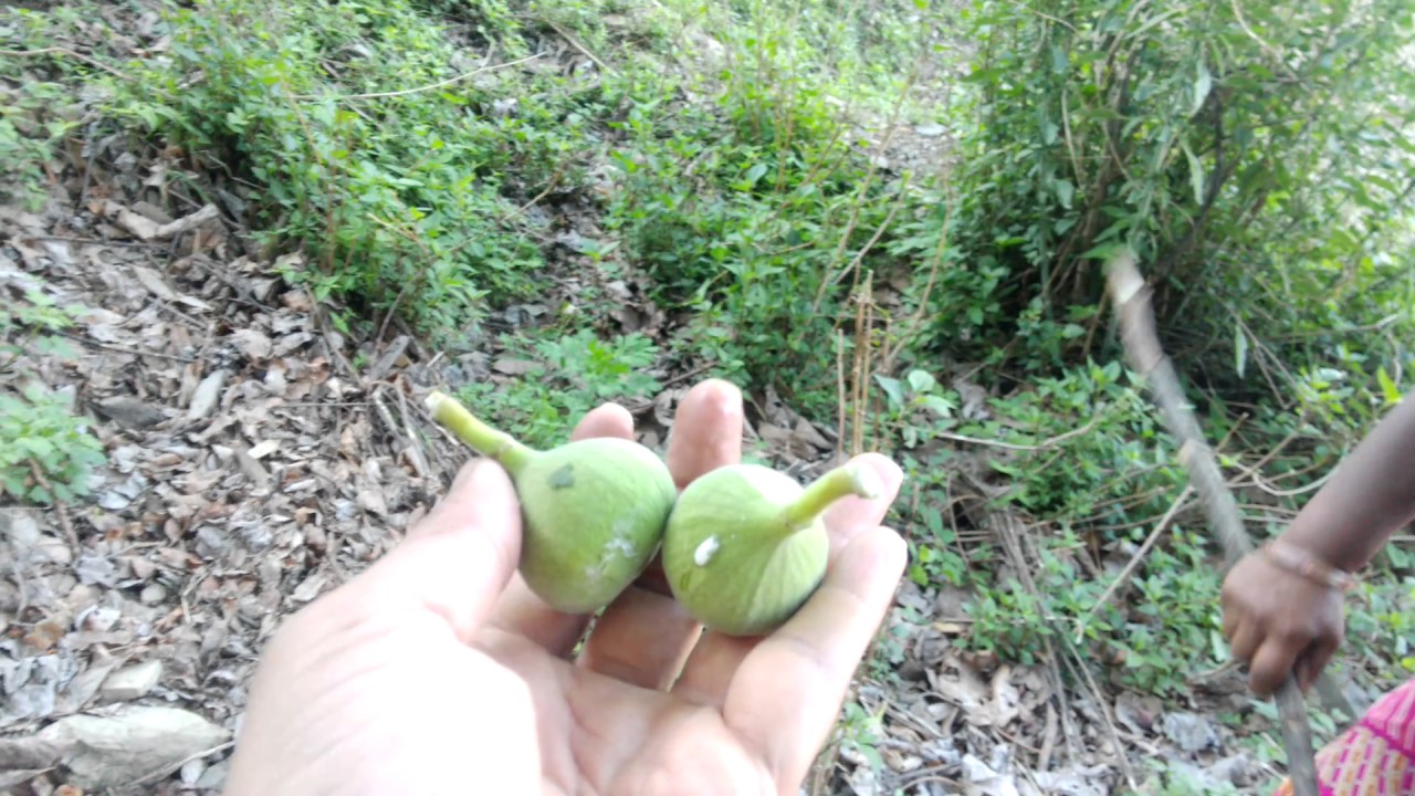 Bedu (Uttrakhand Fruit) - YouTube